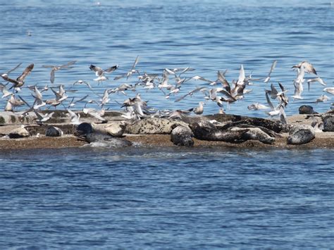 The 2017 Whale Watching Season Is Underway Humpbacks And Orca Whales