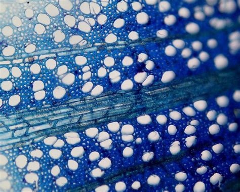 Schultebio426studentimagesxylemxylemhtml