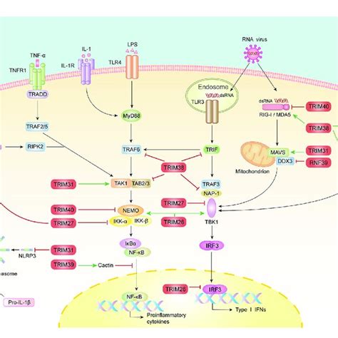 The Roles Of Mhc I Region Encoded E3 Ubiquitin Ligases In Innate