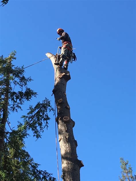 The 10 Best Tree Cutting Services Near Me With Free Estimates