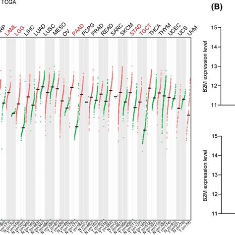 Beta‐2 Microglobulin B2m Mrna Levels In Tumors And Corresponding