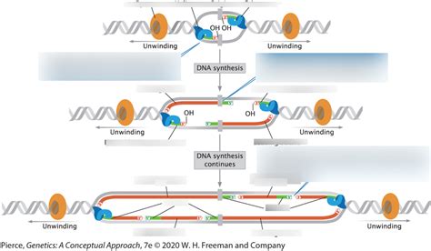 IBIO 341 Exam 1 Diagram Quizlet