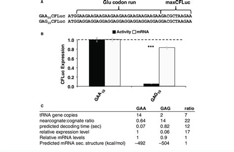 Direct Probing Of Codon Decoding Times In Vivo Download Scientific