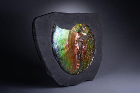 Dazzling Opalescent Gem Ammonite Fossil At 1stdibs