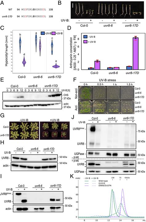 A Constitutively Monomeric Uvr8 Photoreceptor Confers Enhanced Uv B Photomorphogenesis Pnas
