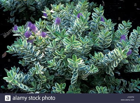 Hebe Franciscana Stock Photos Hebe Franciscana Stock Images Alamy