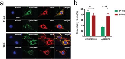 Subcellular Localization Of Ph Sensing Nir Fluorophores A Subcellular