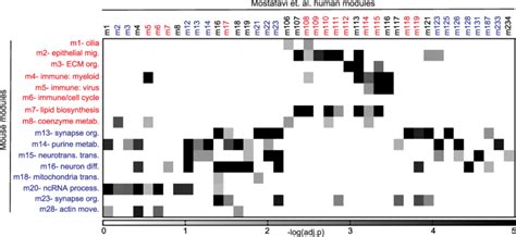 Mouse Modules Significantly Associated With Cognitive Outcomes Have Download Scientific Diagram