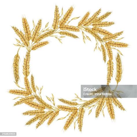 밀 귀는 둥근 프레임입니다 보리 화 환 수채화 빵 밀가루 포장 헛간 결혼식 초대장 추수 감사절 Shavuot 빵집에 대 한 소박한 클립 아트 Shavuot에 대한 스톡 벡터