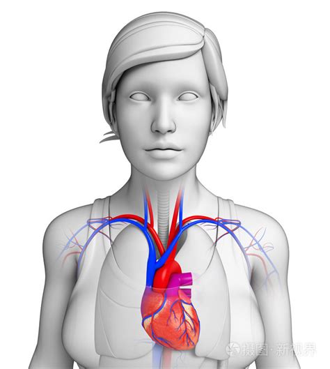 女性心脏解剖照片 正版商用图片1h1qy4 摄图新视界