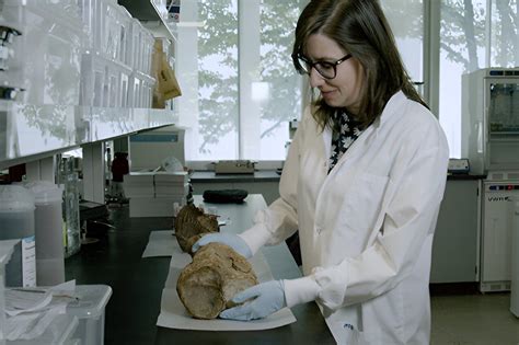 Woolly Mammoths Lived On Vancouver Island For 20 000 Plus Years New