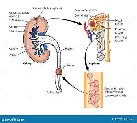 Urinary Tract Diagrams At Edward Silva Blog
