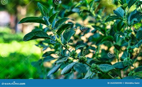 Immunity Booster Plant Withania Somnifera Its Roots And Fruits Have