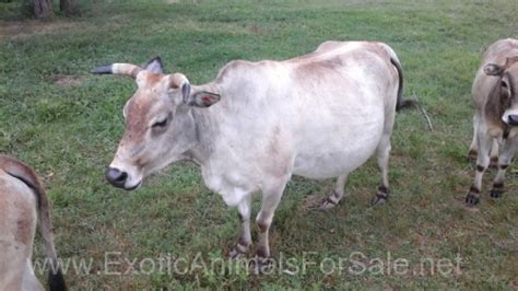 Mini Zebu Cattle For Sale