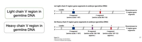 Lecture 30 Generation Of Bcr And Tcr Diversity Flashcards Quizlet