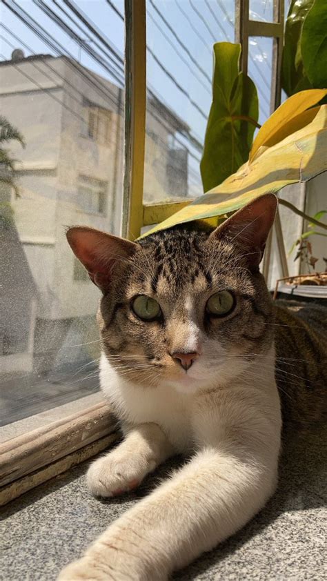 Samuca On Twitter RT LeleRego26 Oii Gente Meu Gatinho Sumiu