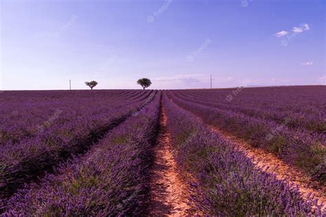 Premium Photo Purple Lavender Flowers Field With Lonely Tree Valensole Provence France
