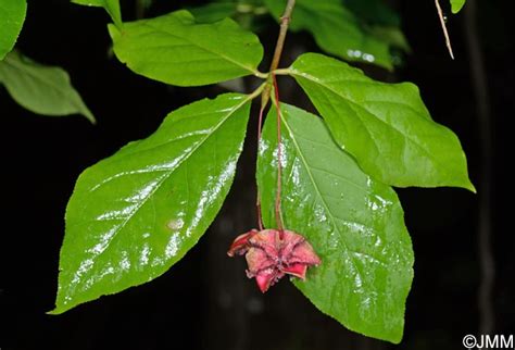 Euonymus Latifolius