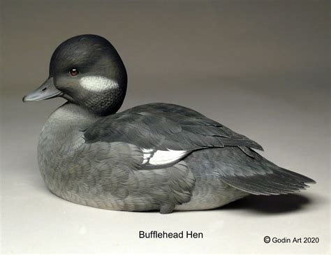 Bufflehead Hen Photo Packet Godin Art