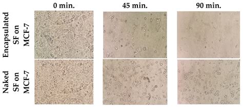 Advancing Photodynamic Therapy Efficiency On Mcf 7 Breast Cancer Cells