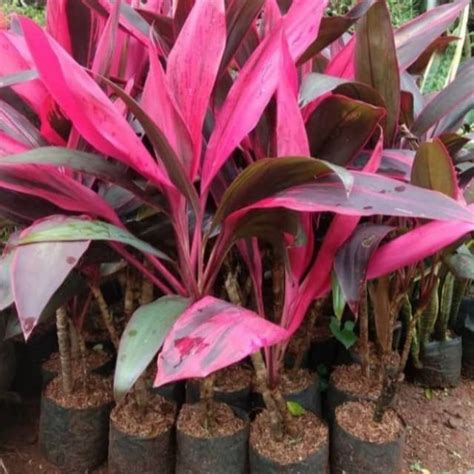 Jual Pohon Andong Merah Shopee Indonesia