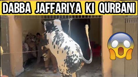 Dabba Jaffariya Ki Qurbani Qurbani 2024 Fateh Jangi Bull Qurbani