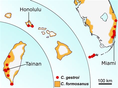 The Distributions Of C Formosanus And C Gestroi Overlap In Three Download Scientific Diagram
