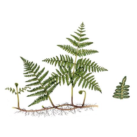 Bracken Fern Drawing