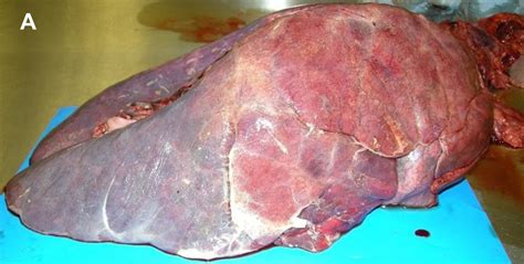 Porcine Reproductive And Respiratory Syndrome Diagnoses In Gb 2016 17