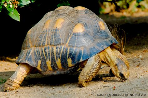 Radiated Tortoise Astrochelys Radiata