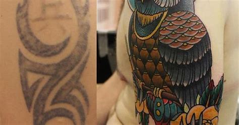 Owl Cover Up Album On Imgur