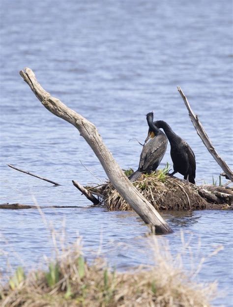 The Daily Bucket Friday Sequence Sex In The City Double Crested Cormorants Pose A Romantic Mystery