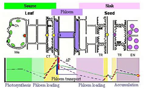 A Schematic Representation Of Assimilate Phloem Translocation From The