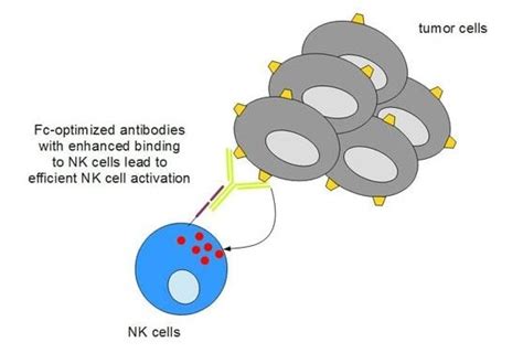 German Biotech Enters The Clinic With Next Generation Antibody For Aml