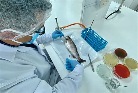 Puno Laboratorio De Sanidad Acuícola Permite Detección Rápida De