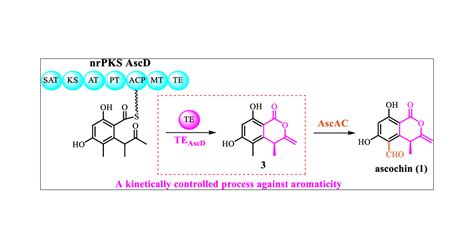 Challenging Aromaticity Revealing A Thioesterase Domain In A Fungal Nonreducing Polyketide