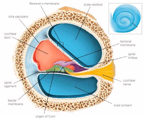 Figure 2 From Unilateral Versus Simultaneous Bilateral Cochlear Implantation In Adults A