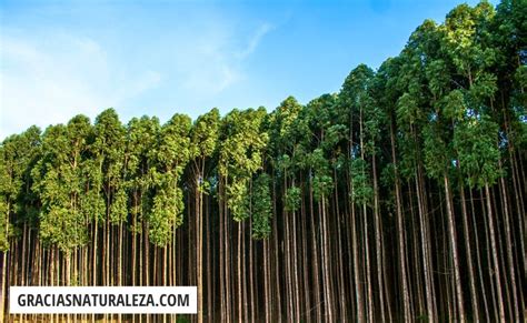 17 Tipos De Eucalipto Fotos Y Características Curiosas