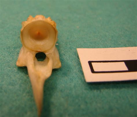 Great Sculpin Basioccipital Posterior View