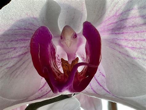 Hackett Haven Homestead Gwen Transylvanian Naked Neck Hen Facebook