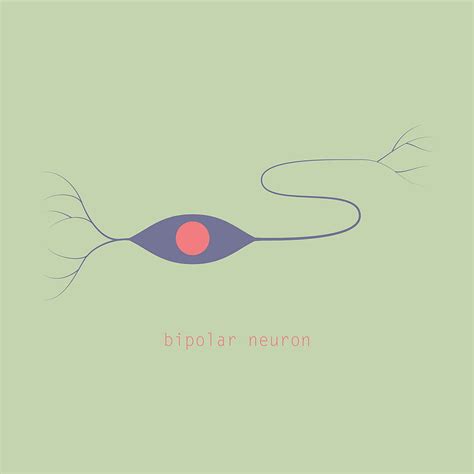 Free Download Structure Of A Motor Neuron Vector Ai Eps Uidownload