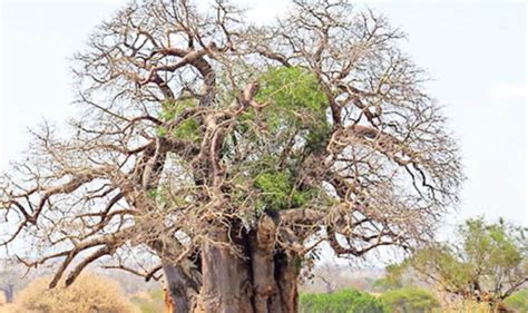 The Many Things You Can Get From A Baobab Tree Daily Trust