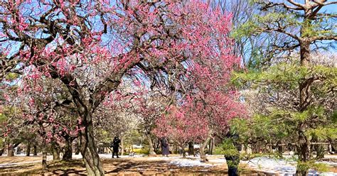 【イベント】小金井公園で「梅林で春さがし」 春を五感で味わう はなこタイムス