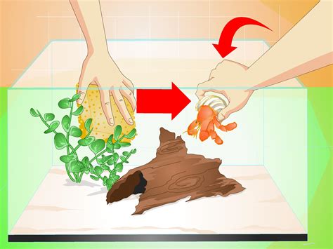 3 Ways To Know When Your Hermit Crab Is Dead Wikihow