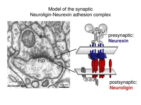 Ppt Adhesion Complexes At Cns Synapses Powerpoint Presentation Free Download Id 3345092