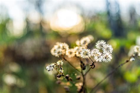 흰 솜 털 작은 많은 엉 겅 퀴 꽃의 웨스트 버지니아에서가 필드 풀밭에서 매크로 근접 촬영 0명에 대한 스톡 사진 및 기타