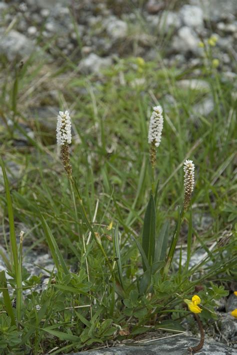 Polygonum Viviparum Alpine Bistort