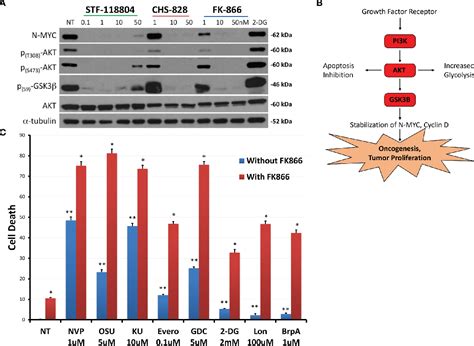 Figure 1 From Nampt Inhibition Induces Neuroblastoma Cell Death And