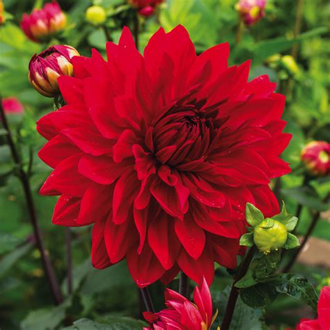 Dahlia Garden Wonder New Items J W Jung Seed Company