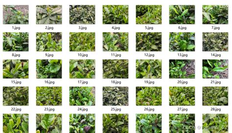 融合cbam注意力机制基于yolov5开发构建毛尖茶叶嫩芽检测识别系统茶叶识别系统 Csdn博客